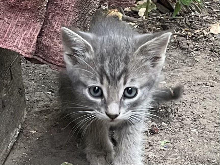 Котята в добрые руки даром