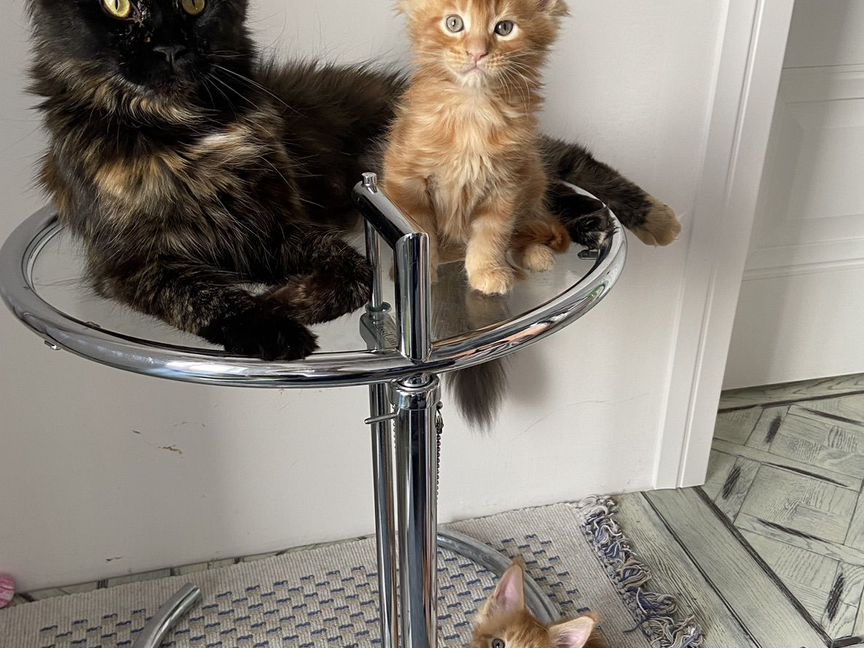 Продаются котята Мейн-кун