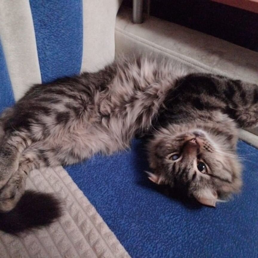 Отдадим котика в добрые руки