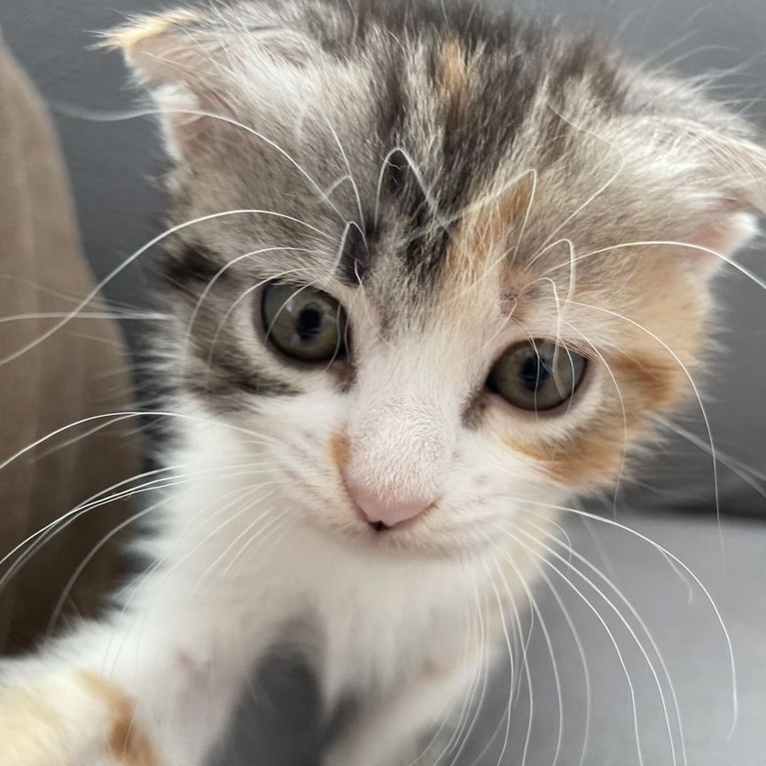 Котенок девочка в любящие руки