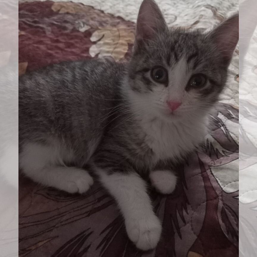 Котик маленький бесплатно