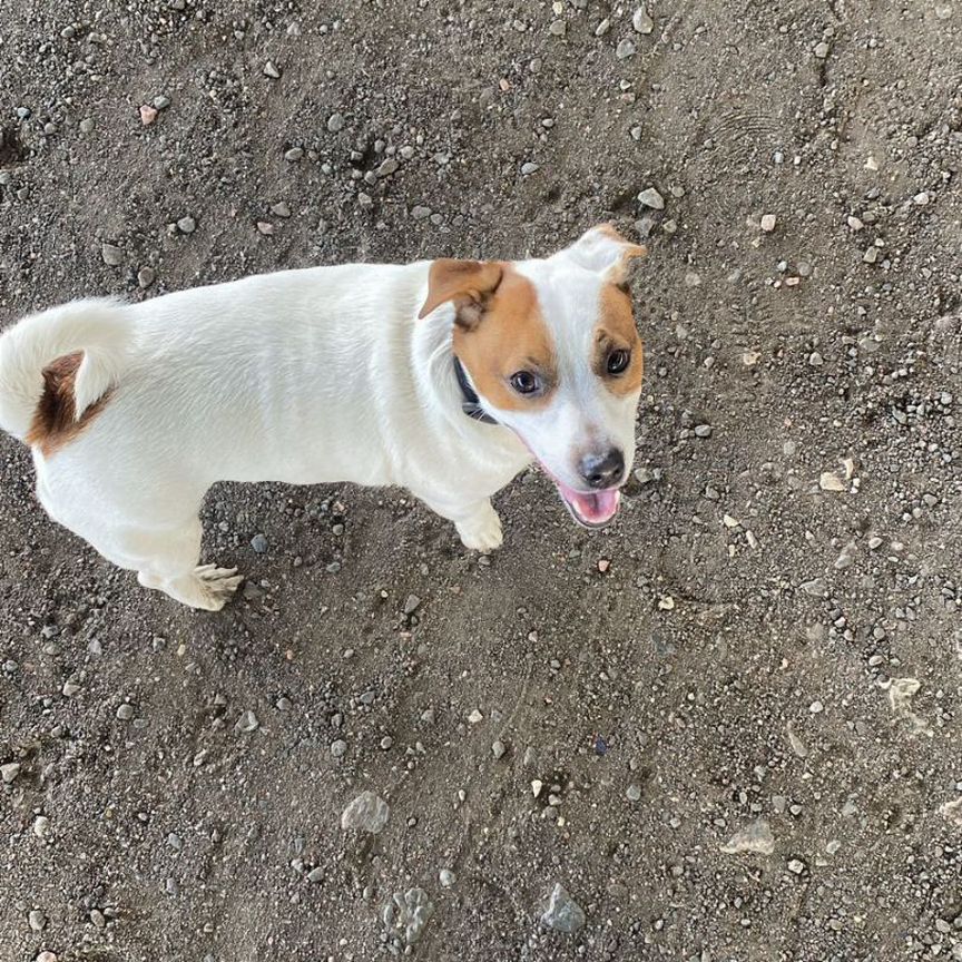 Джек Рассел терьер