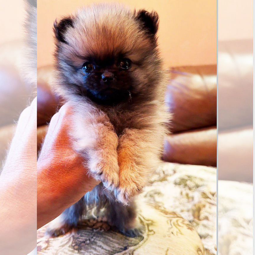 Померанский шпиц, щенок