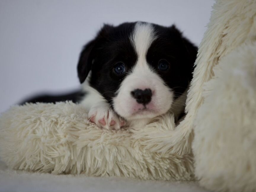 Щенки вельш корги кардиган