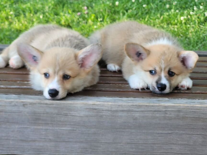 Щенки вельштерьера