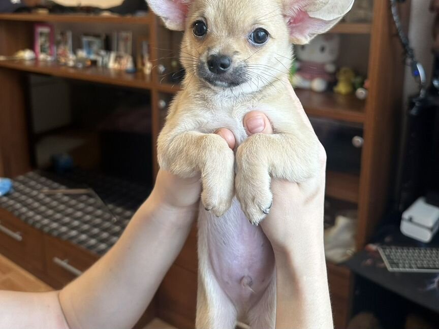 Щенки чихуахуа