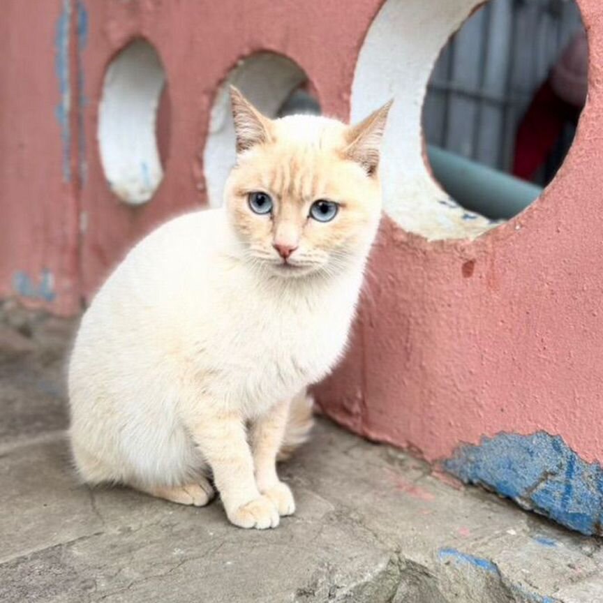 Тайская кошка бесплатно