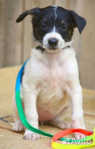 Девочка 1,5-2 мес в добрые руки