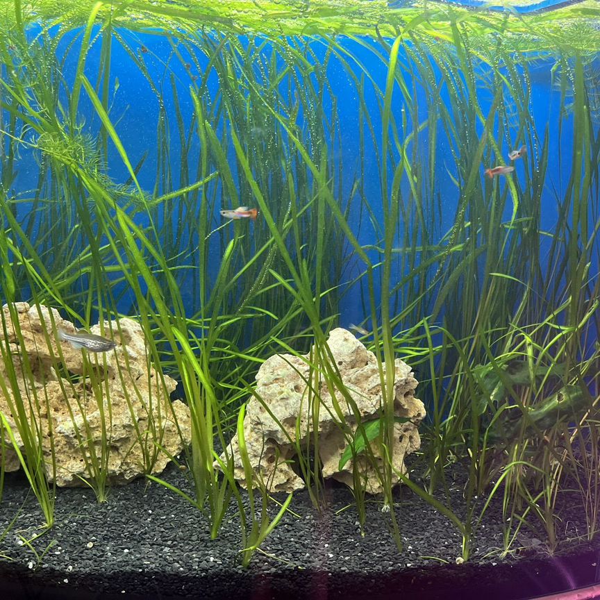 Валиснерия