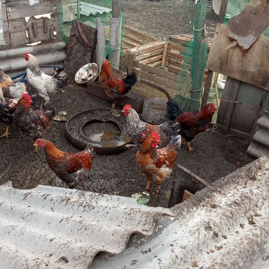 Молодые петухи