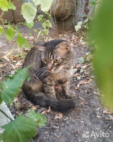 Котенок серый в добрые руки