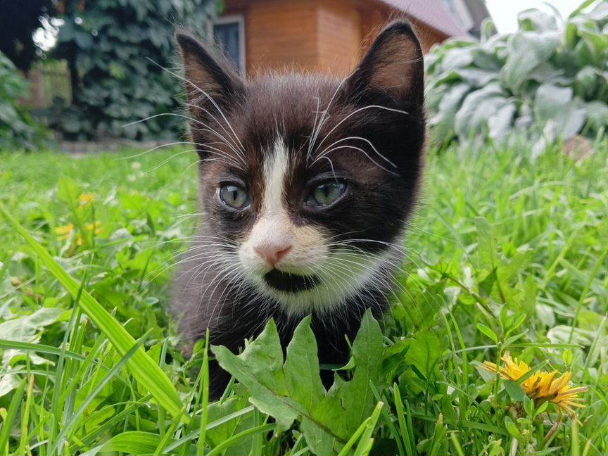 Черно белый котенок