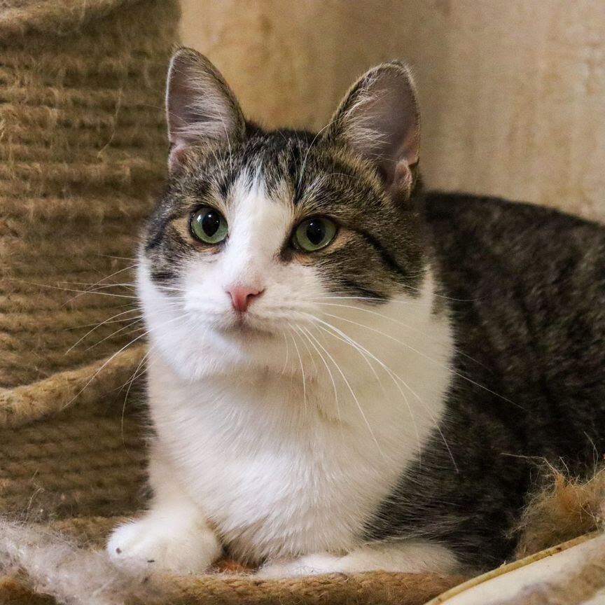 Юный котик в поисках дома