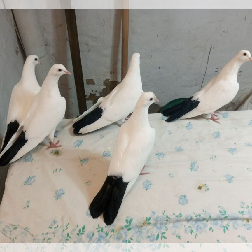 Бакинские бойные голуби