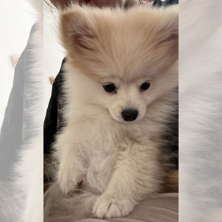 Померанский шпиц, щенок