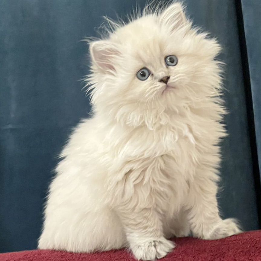 Хайландер котёнок