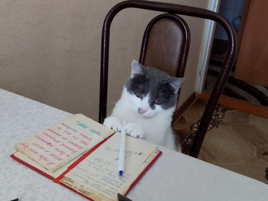 Кошка в добрые руки бесплатно