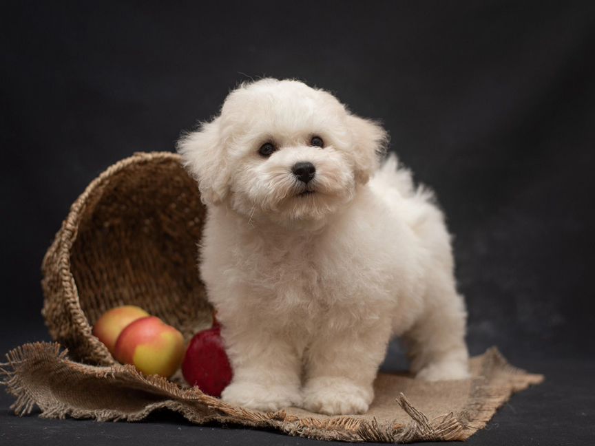 Бишон фризе