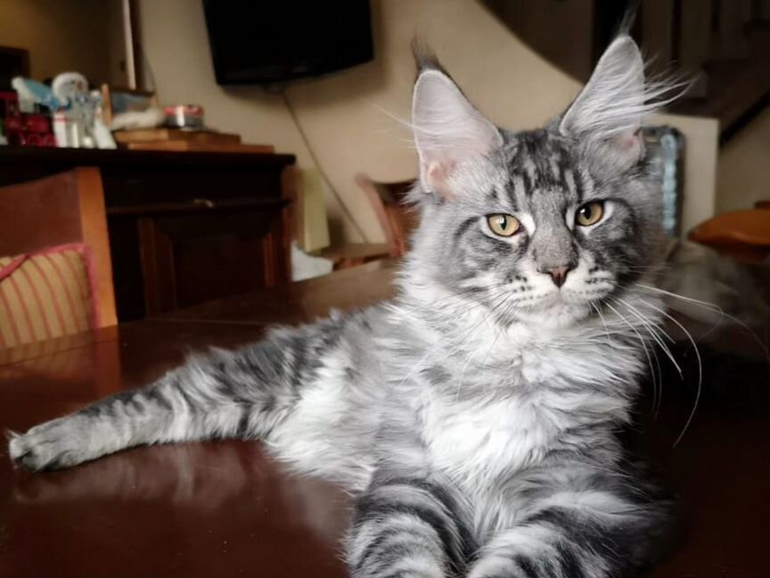 Котёнок мейн-кун 4 мес