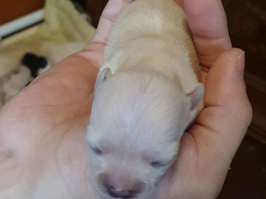 Щенки чихуахуа