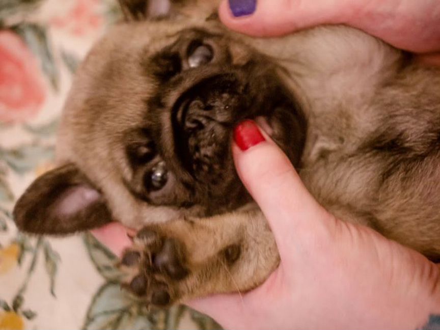 Ангелочек очень светлый мальчик мопс