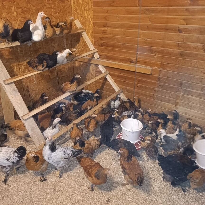 Куры молодки несушки