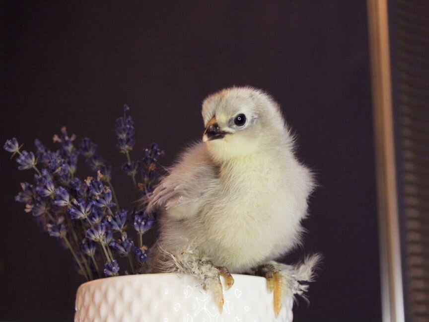 Брама Лаванда кучерявая цыплята