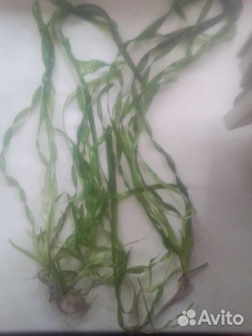 Валиснерия спиральная прополка