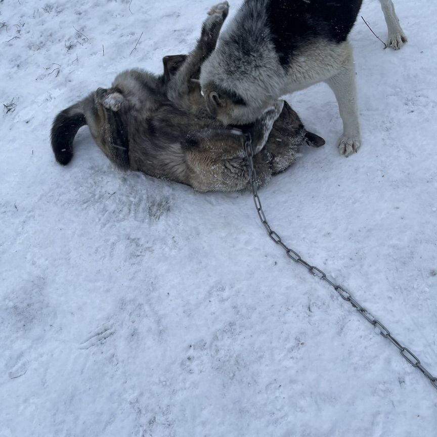 Собаки бесплатно в добрые руки