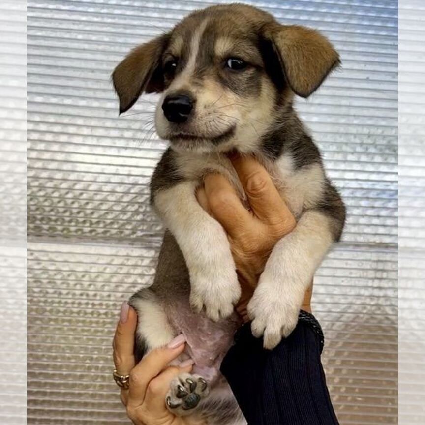 Идеальный щенок (1,5месяца)