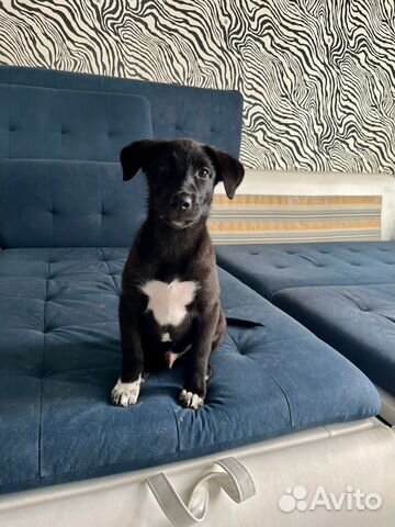 Щенок лабрадора (собака) отдам в добрые руки