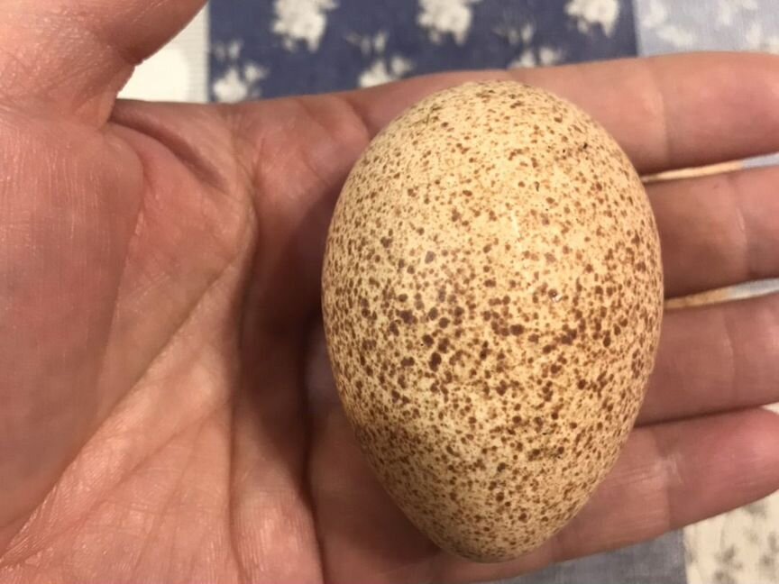 Яйца индюшиное инкубационное