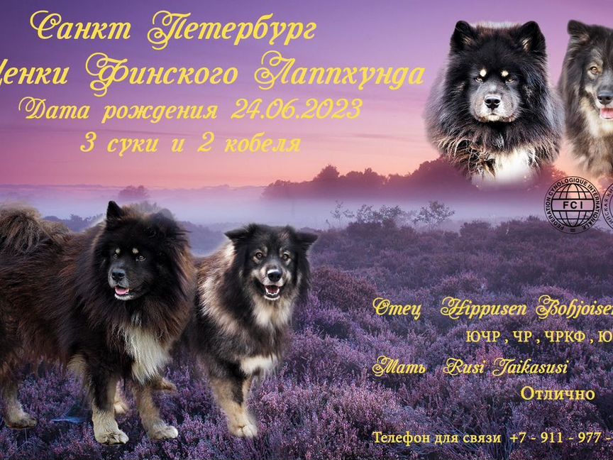 Финский лаппхунд