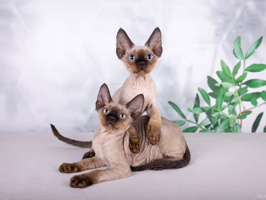 Клубные котята девон-рекс