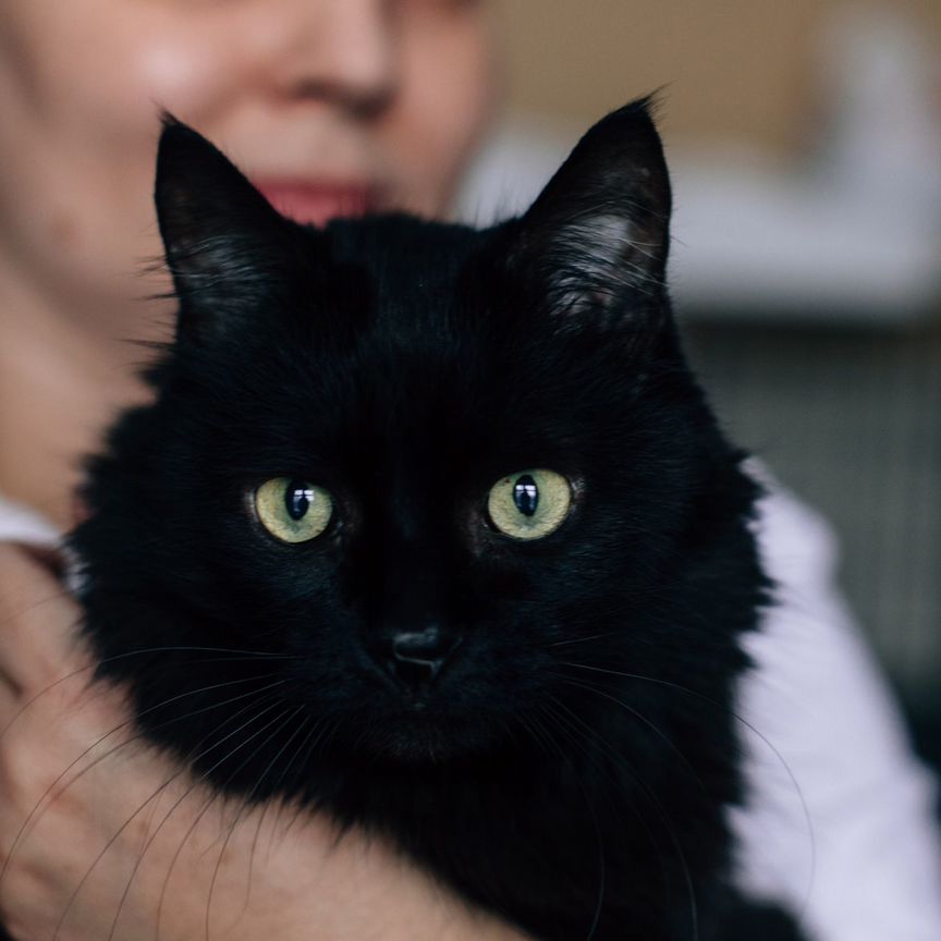 Кошка Джойс из приюта Домик