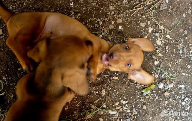 Щенки таксы стандартной гладкошесиной