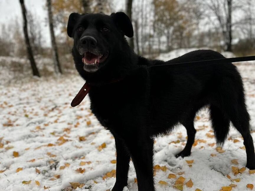 Лизонька ищет дом