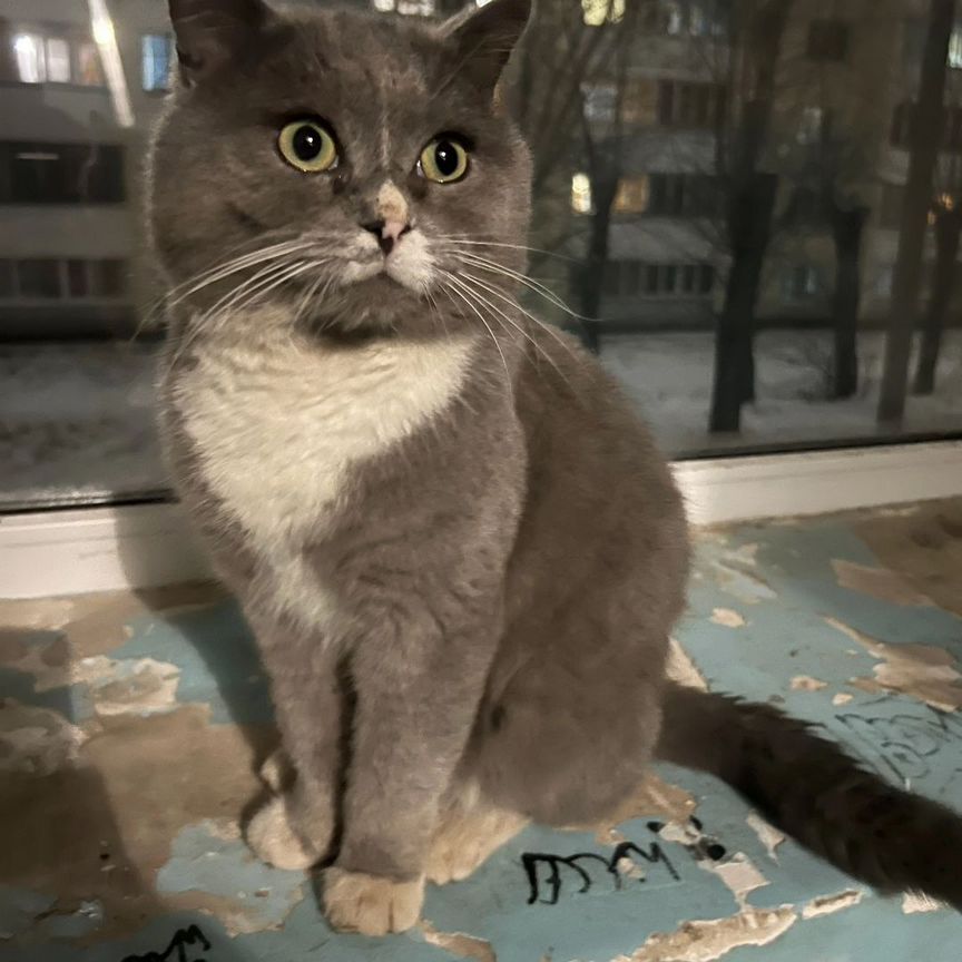 Молодой котик