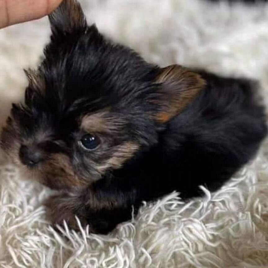 Йоркширский терьер, щенок