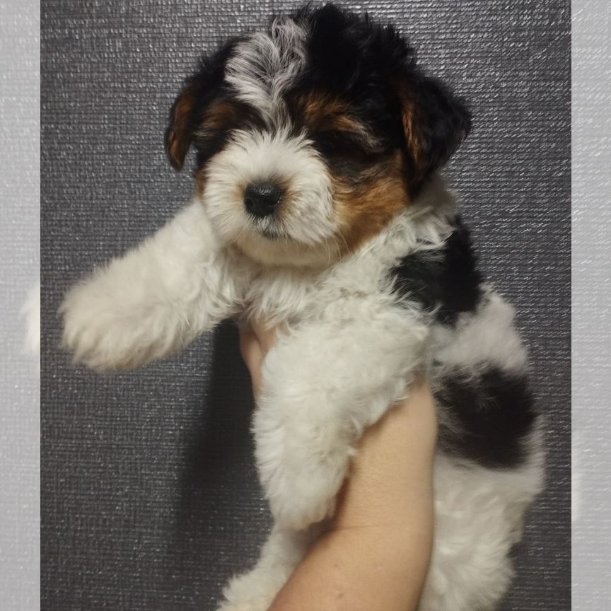 Бивер-йоркширский терьер, щенок