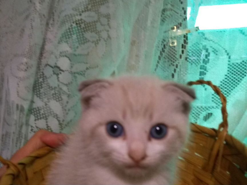Тайская вислоухая кошка