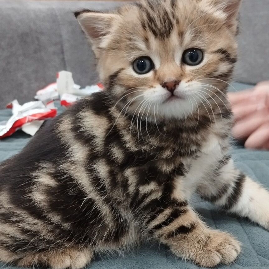 Щотландские котята