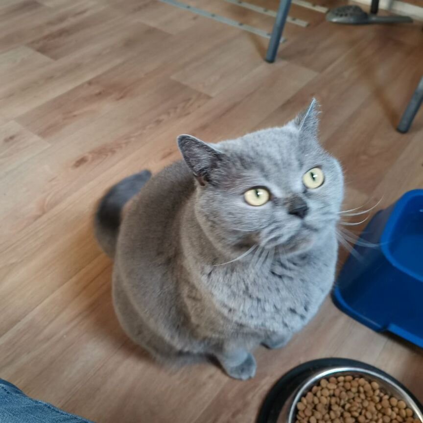 Британский кот в добрые руки