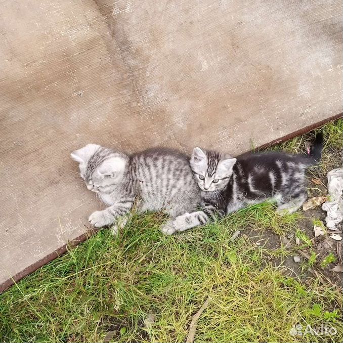 Кота2