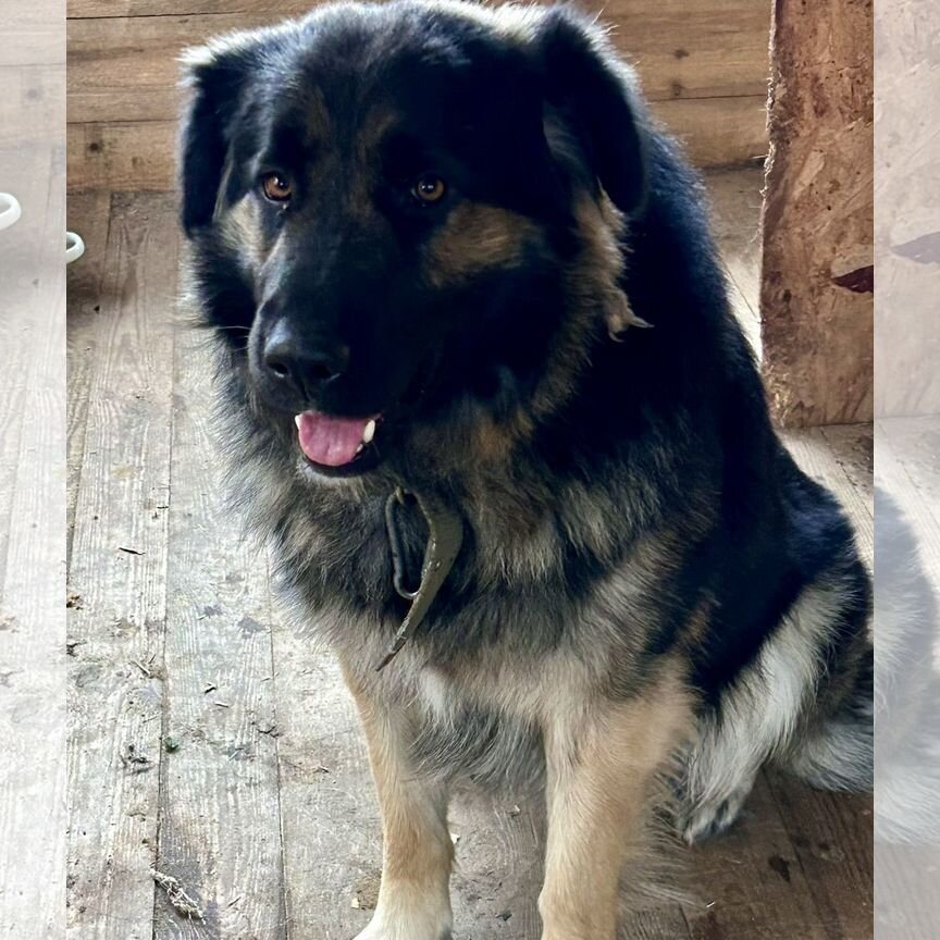 Взрослая собака в добрые руки