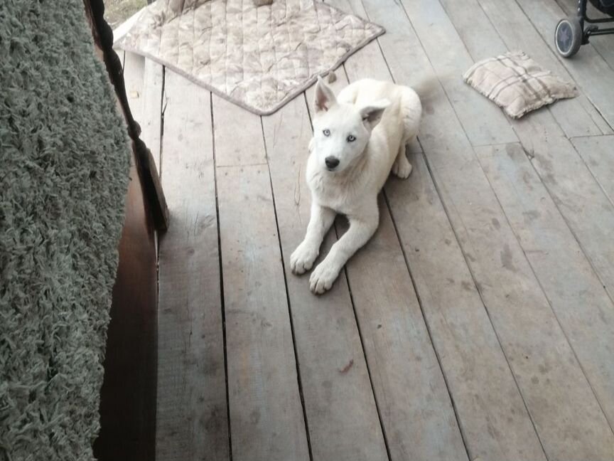 Собака в добрые руки отдам бесплатно