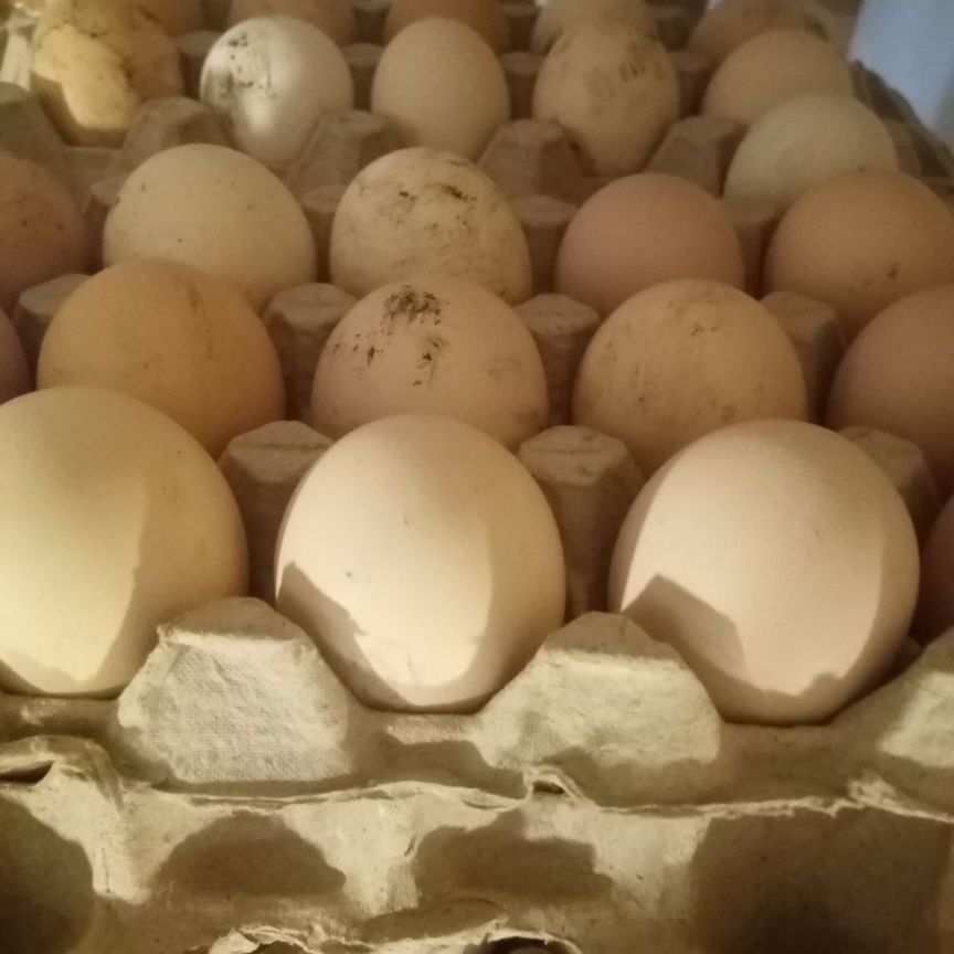 Домашние куриные яйца
