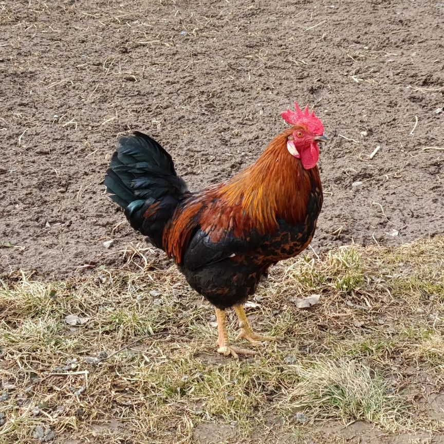 Молодой петух