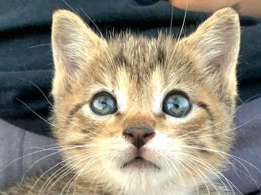 Котенок мальчик Кузя, 1,5 месяца в дар