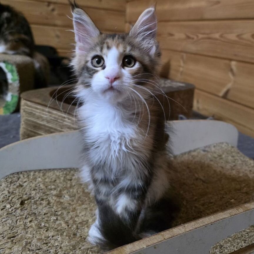 Мейн-кун котёнок